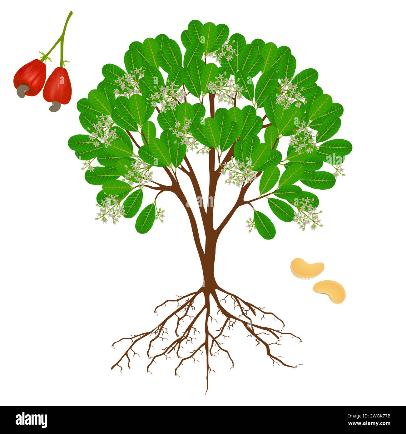 Blooming cashew tree with flowers and fruits on white Stock Vector ...