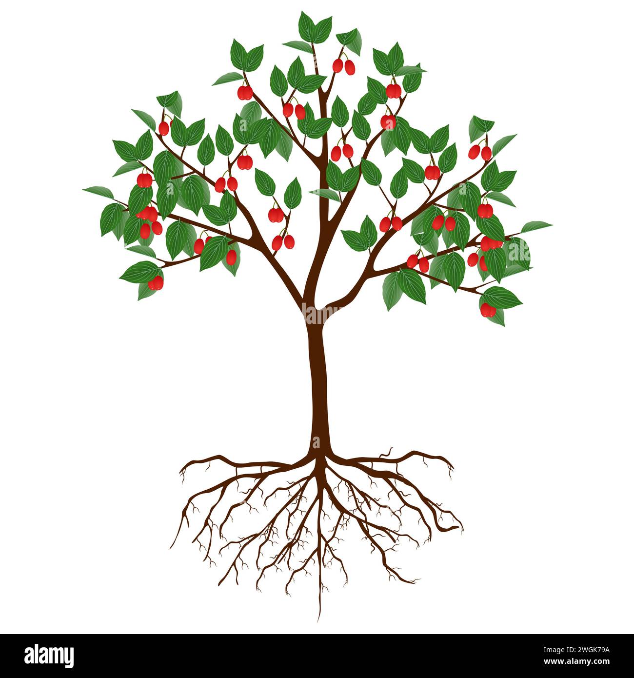 Tree with roots and fruit Stock Vector Images - Alamy