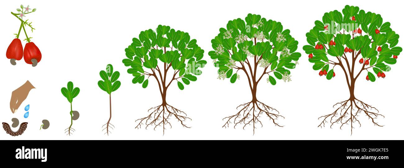 Cashew nuts on tree Stock Vector Images - Alamy