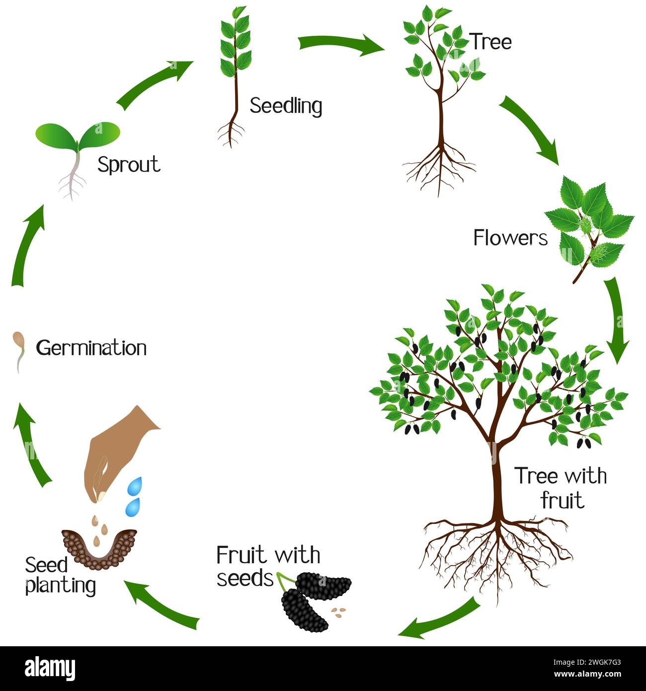 A growth cycle of mulberry plant on a white background Stock Vector ...
