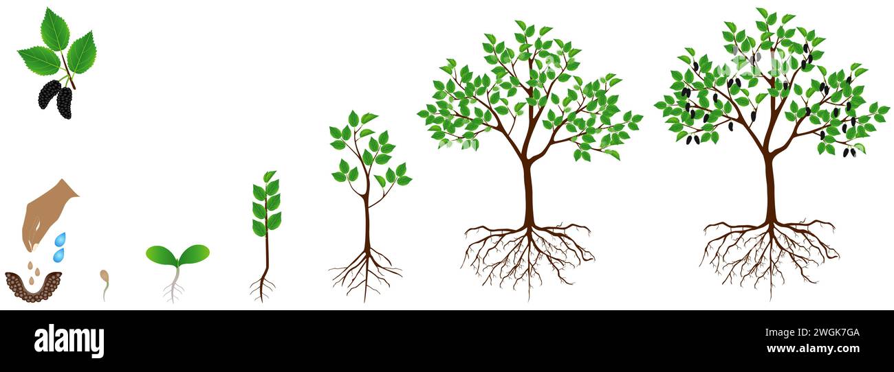 Cycle of growth of mulberry plant on a white background Stock Vector ...