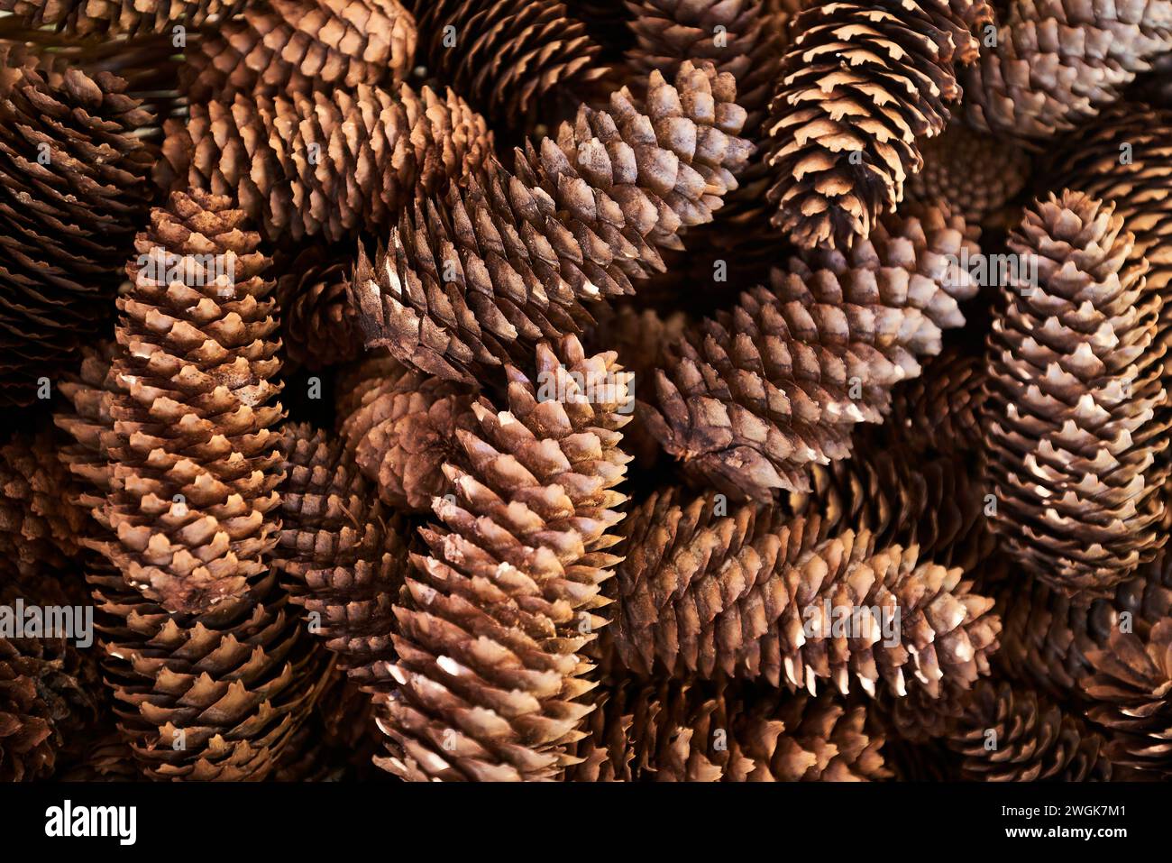 A pile of dry cones from conifer trees Stock Photo - Alamy