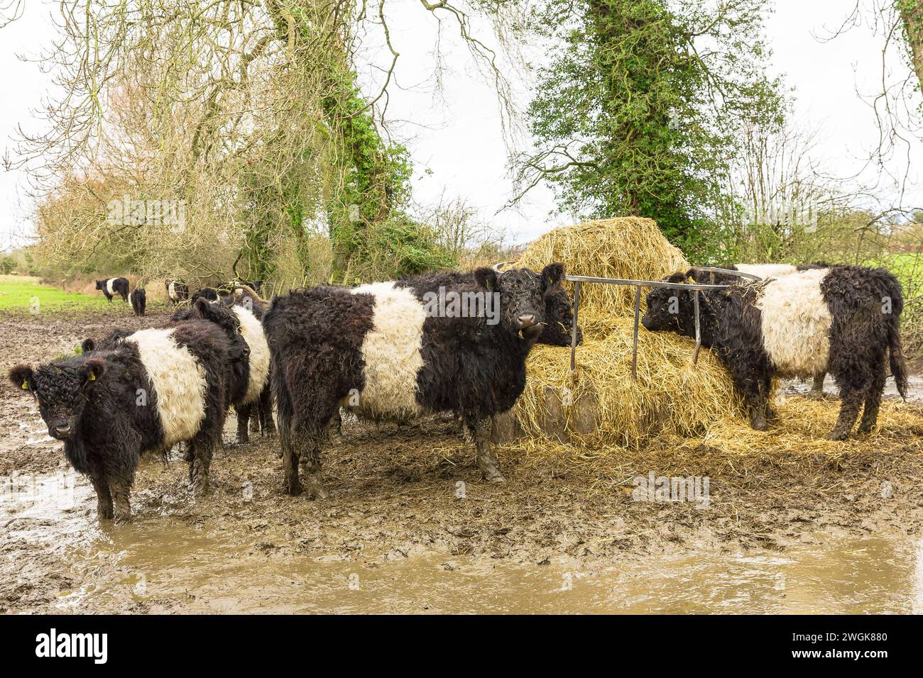 Belted Galloway cows and calves eating from a metal ring feeder in ...