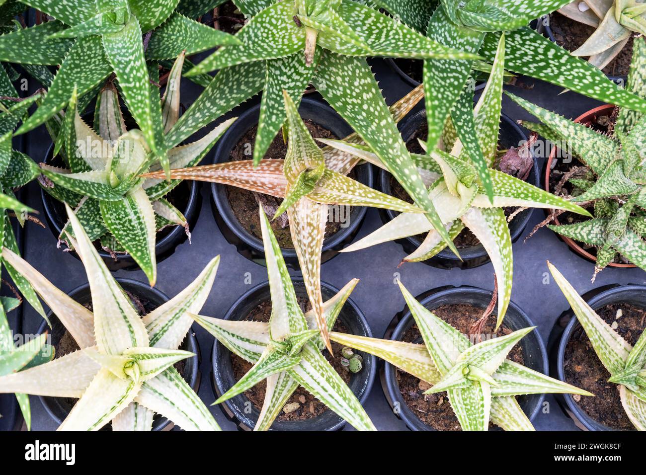 Top view of Aloe green and hybrid variegated Stock Photo - Alamy