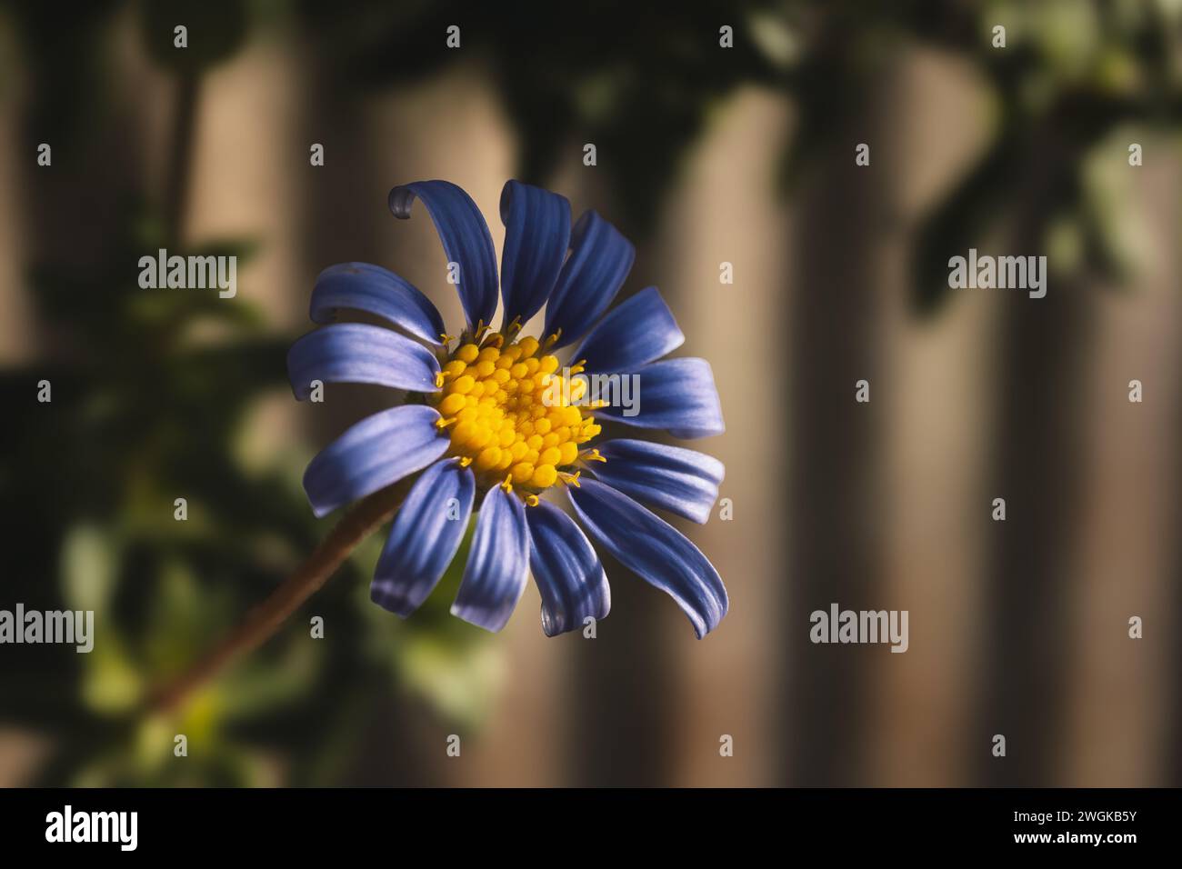 shows a delicate and vibrant flower, captured in all its beauty and ...