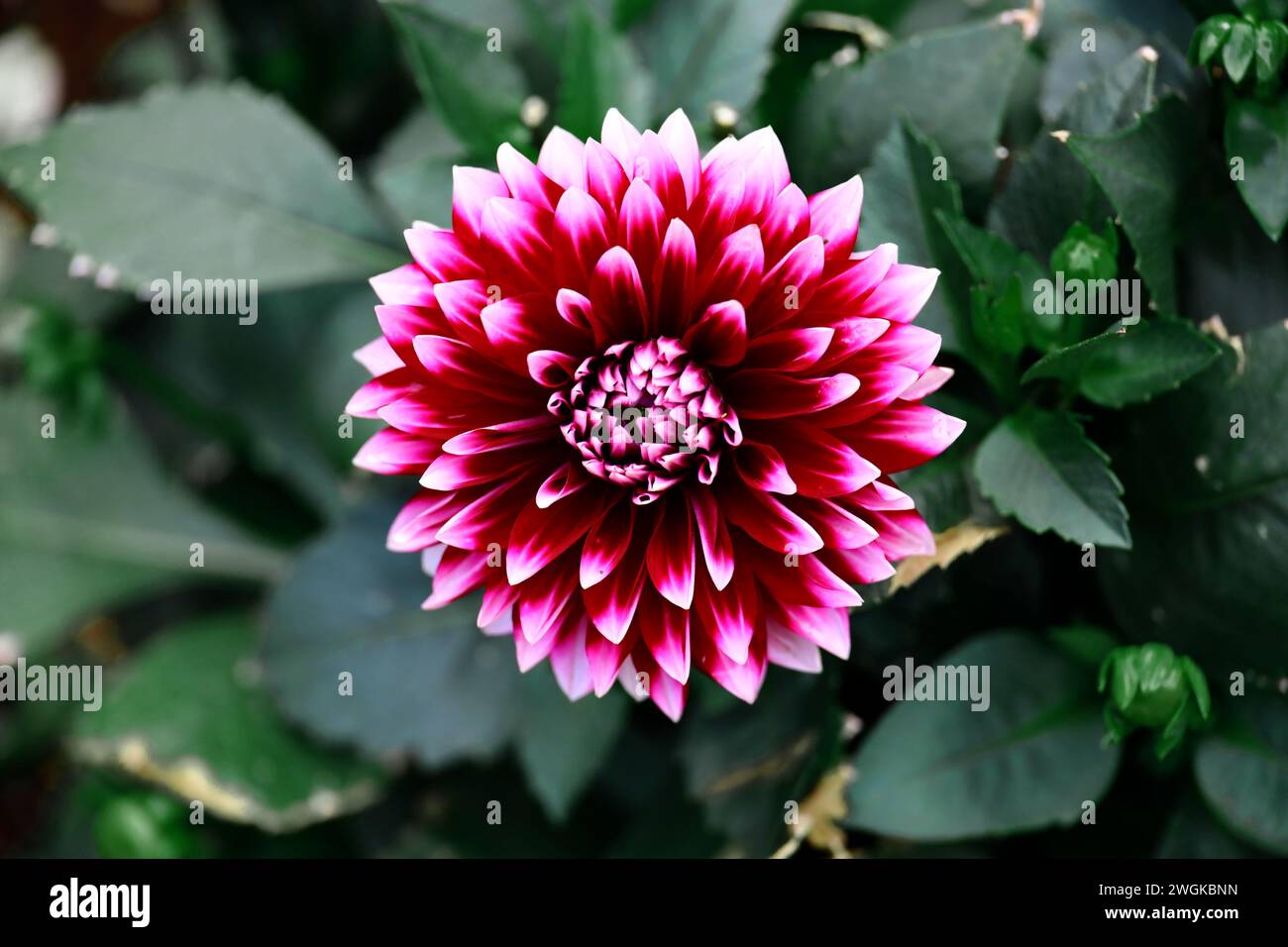 Beautiful single flower hi-res stock photography and images - Alamy