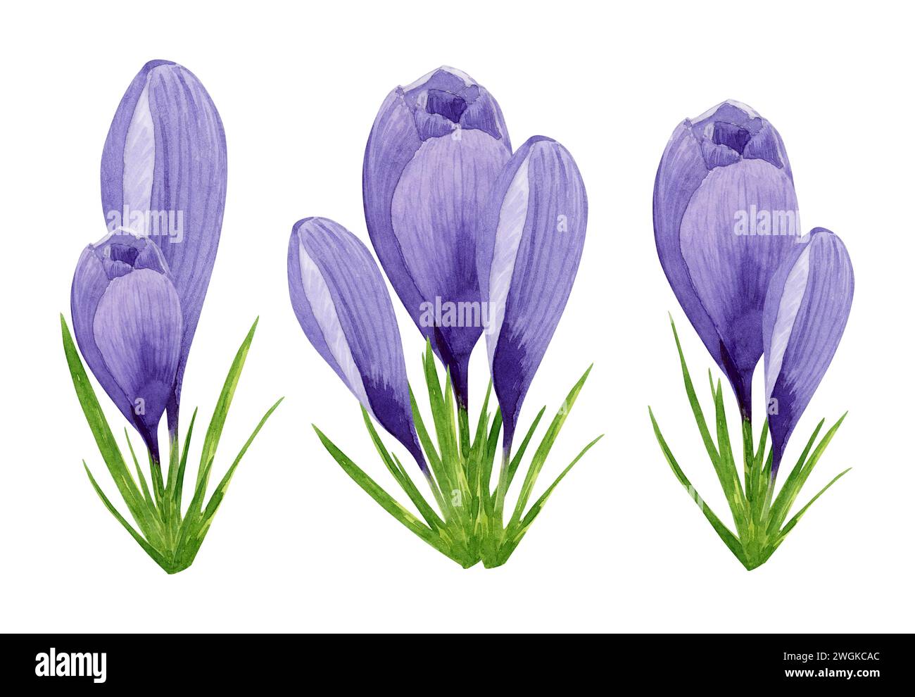 Purple crocuses, spring flowers. Hand painted watercolor floral ...