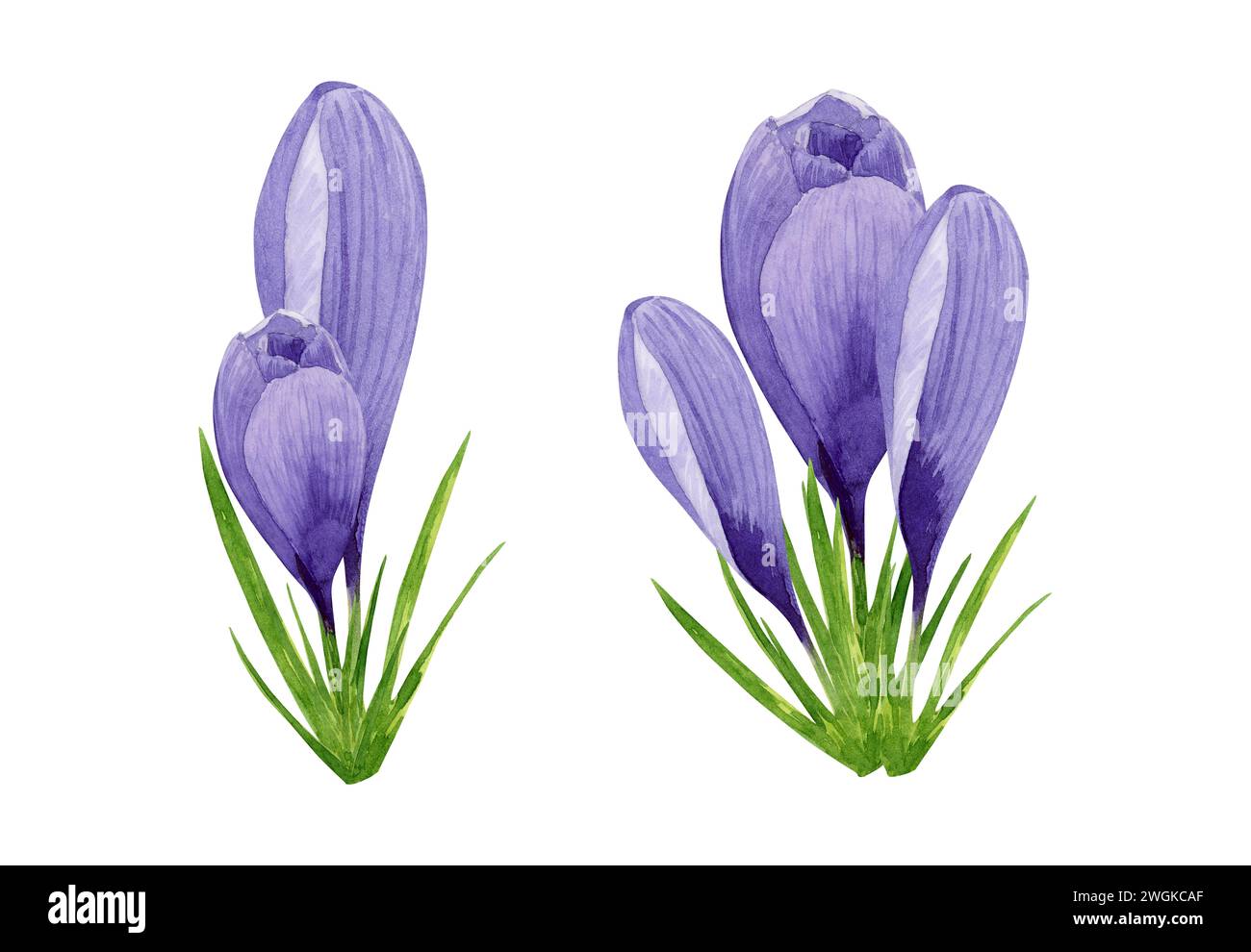 Purple crocuses, spring flowers. Hand painted watercolor floral ...