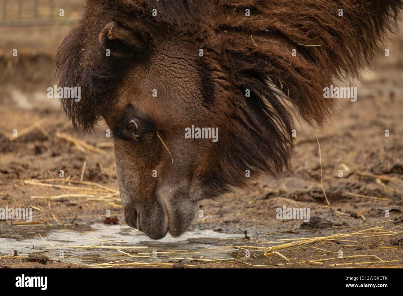 Arabian camel drinking water hi-res stock photography and images - Alamy