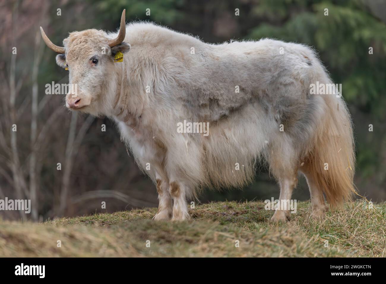 Calf white albino cow hi-res stock photography and images - Alamy