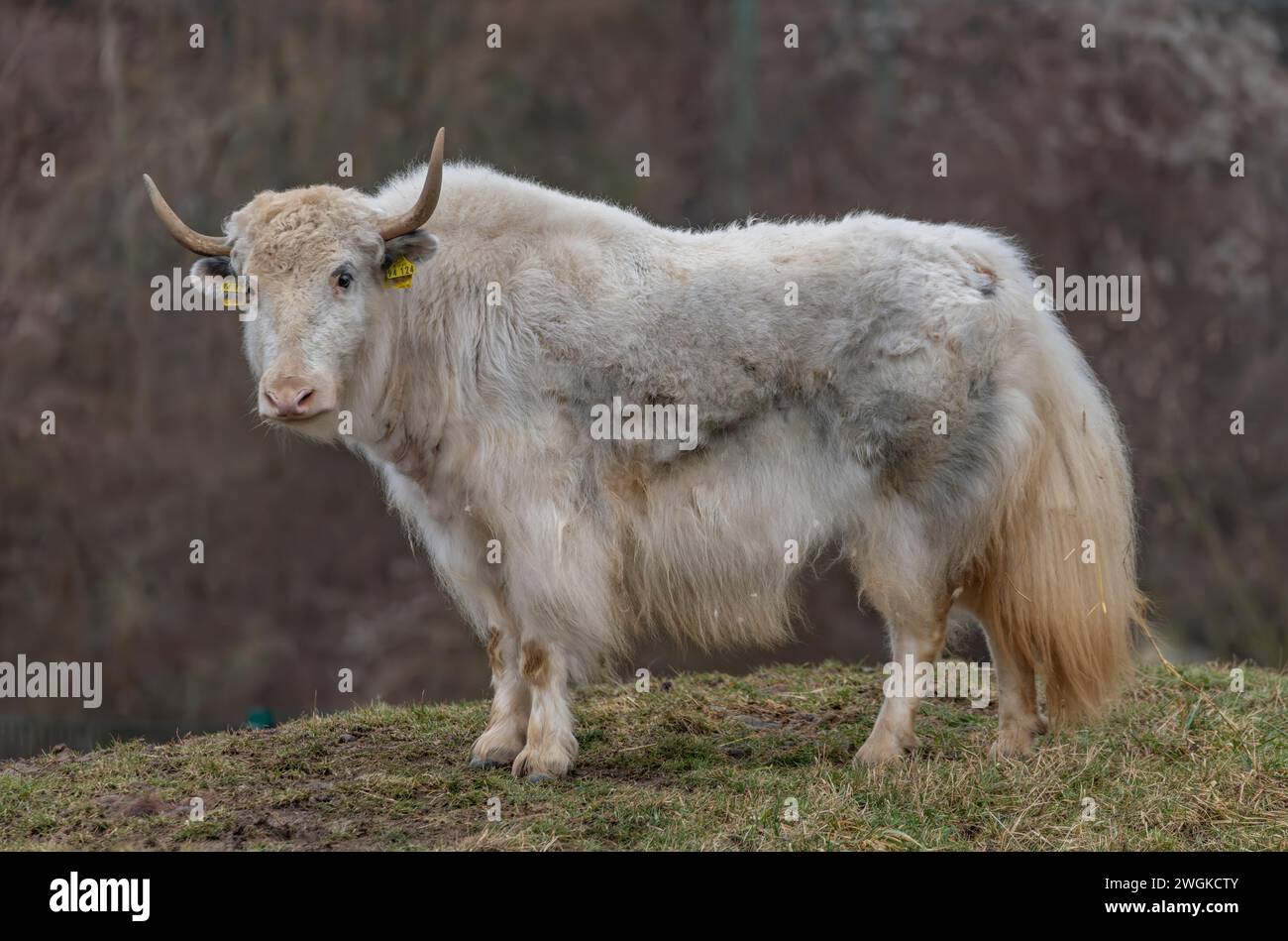Calf white albino cow hi-res stock photography and images - Alamy