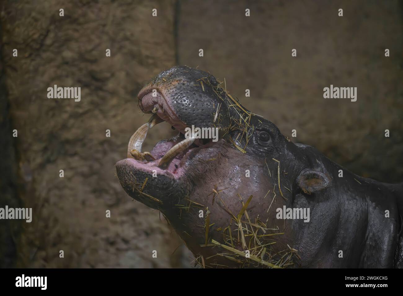 Dirty body hi-res stock photography and images - Alamy