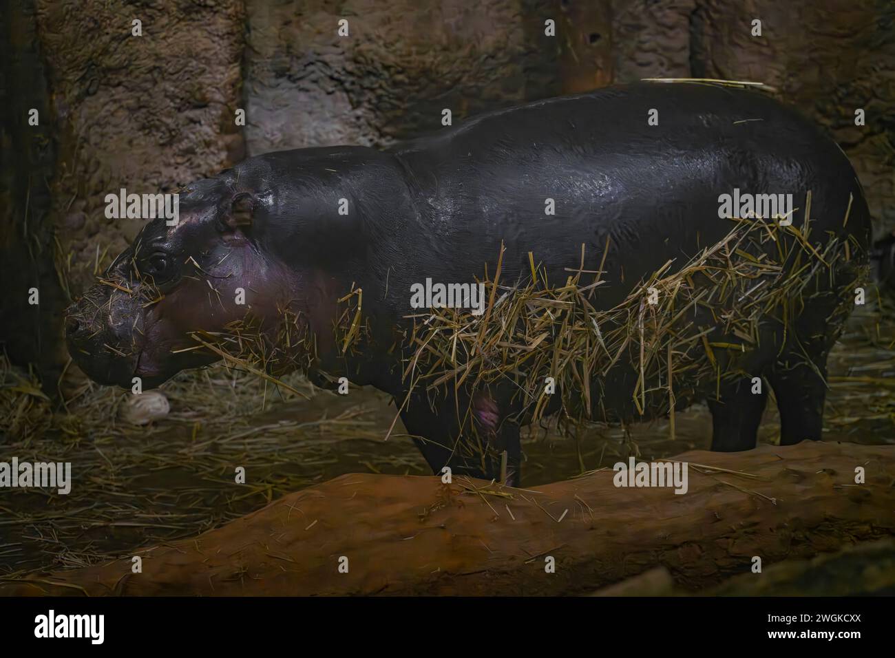 Hippo animal interior with dirty body in dark room Stock Photo - Alamy