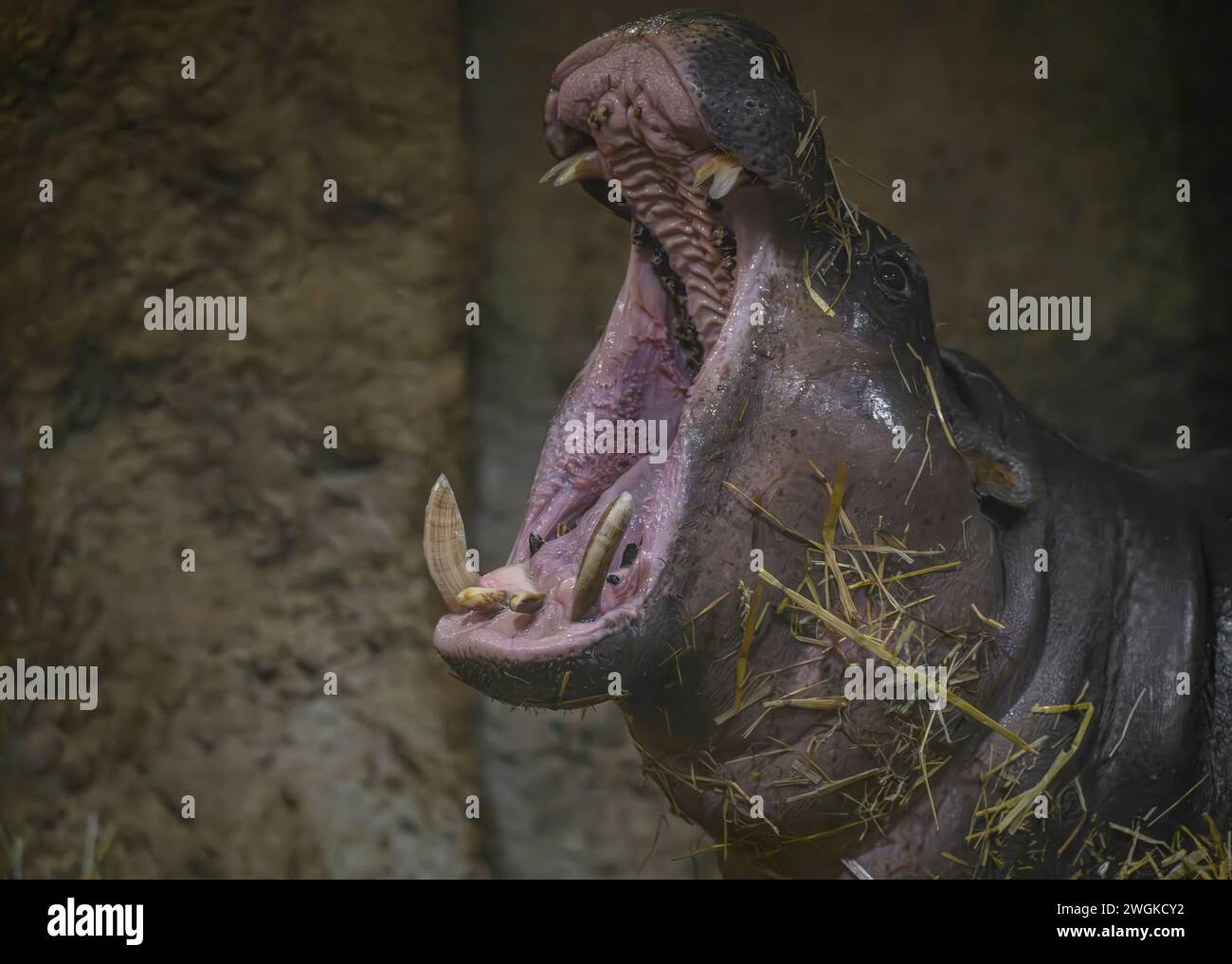 Hippo animal interior with dirty body in dark room Stock Photo - Alamy