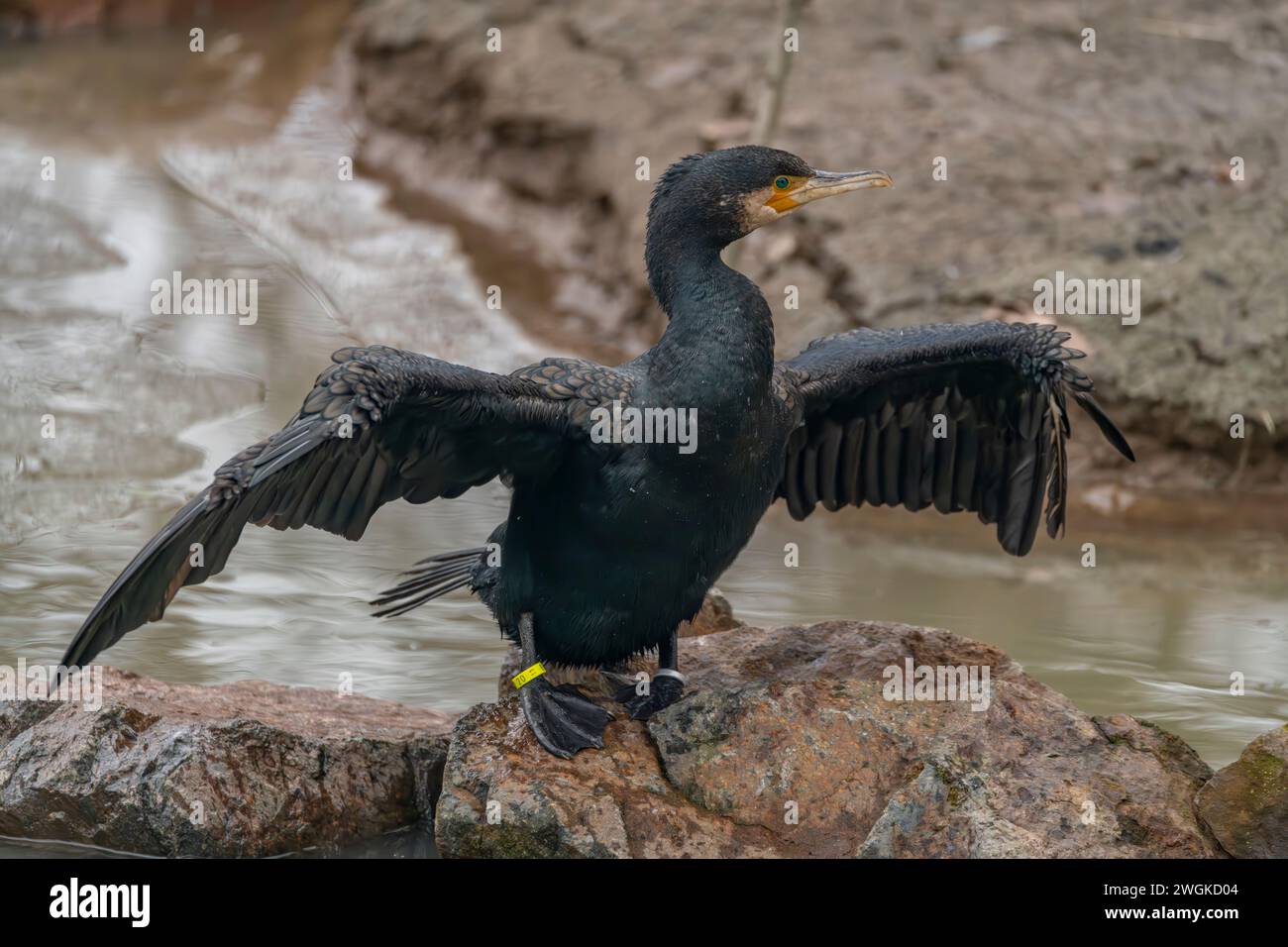 Beautiful black bird big pond hi-res stock photography and images - Alamy