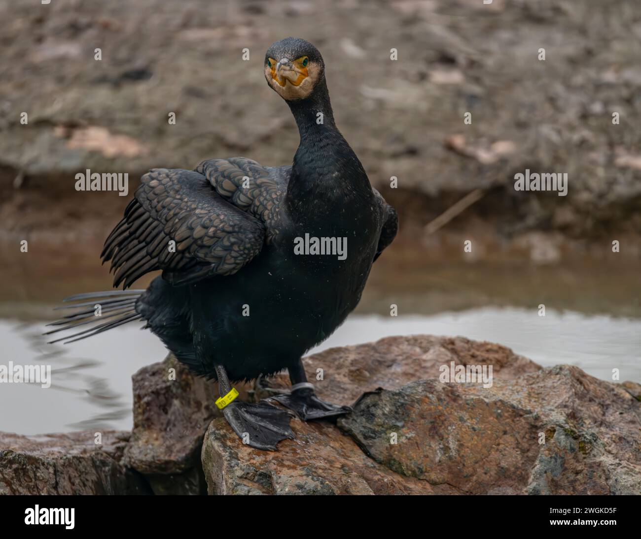 Big raven lake hi-res stock photography and images - Alamy
