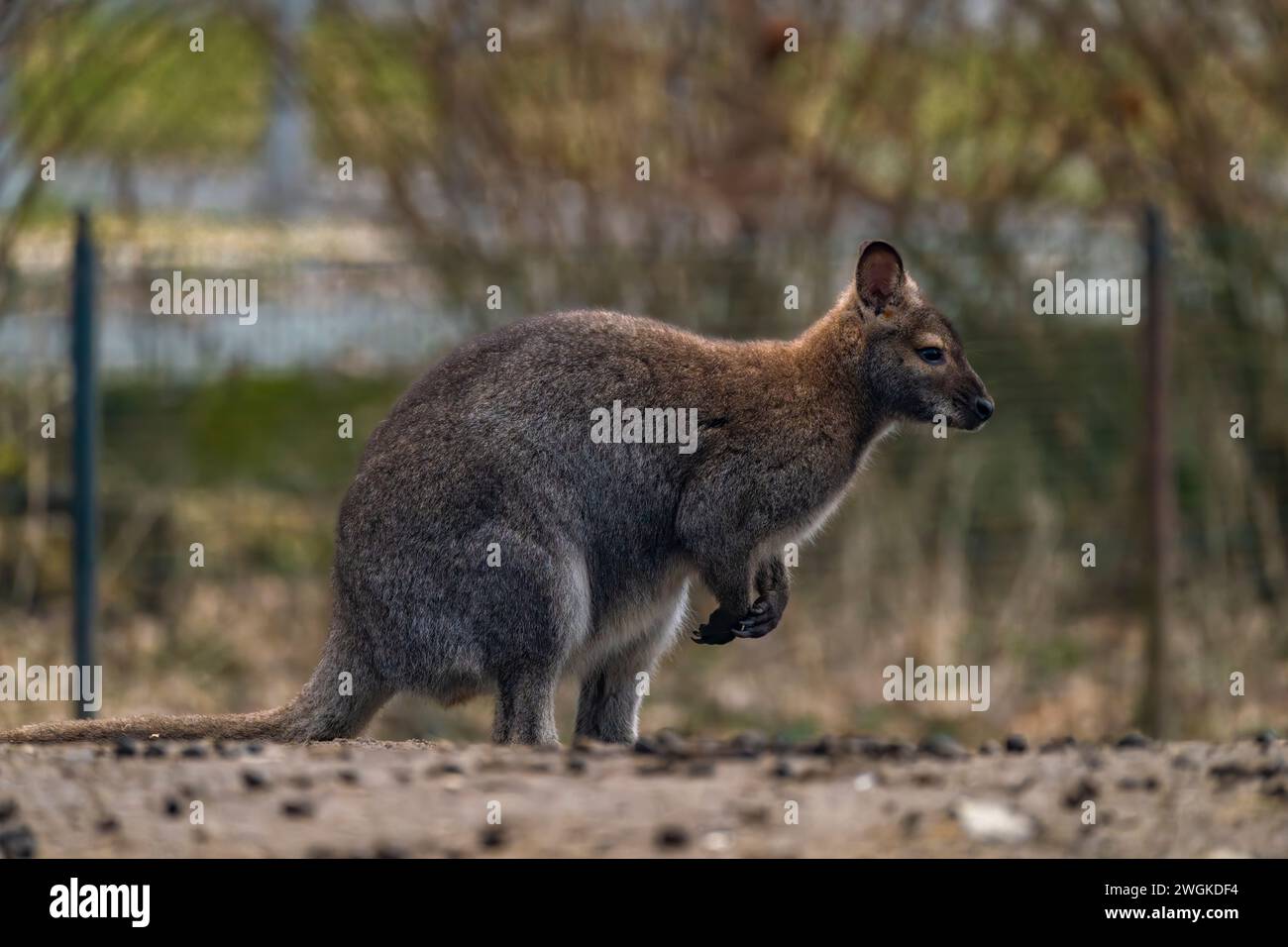 Wallaby in the woods hi-res stock photography and images - Alamy