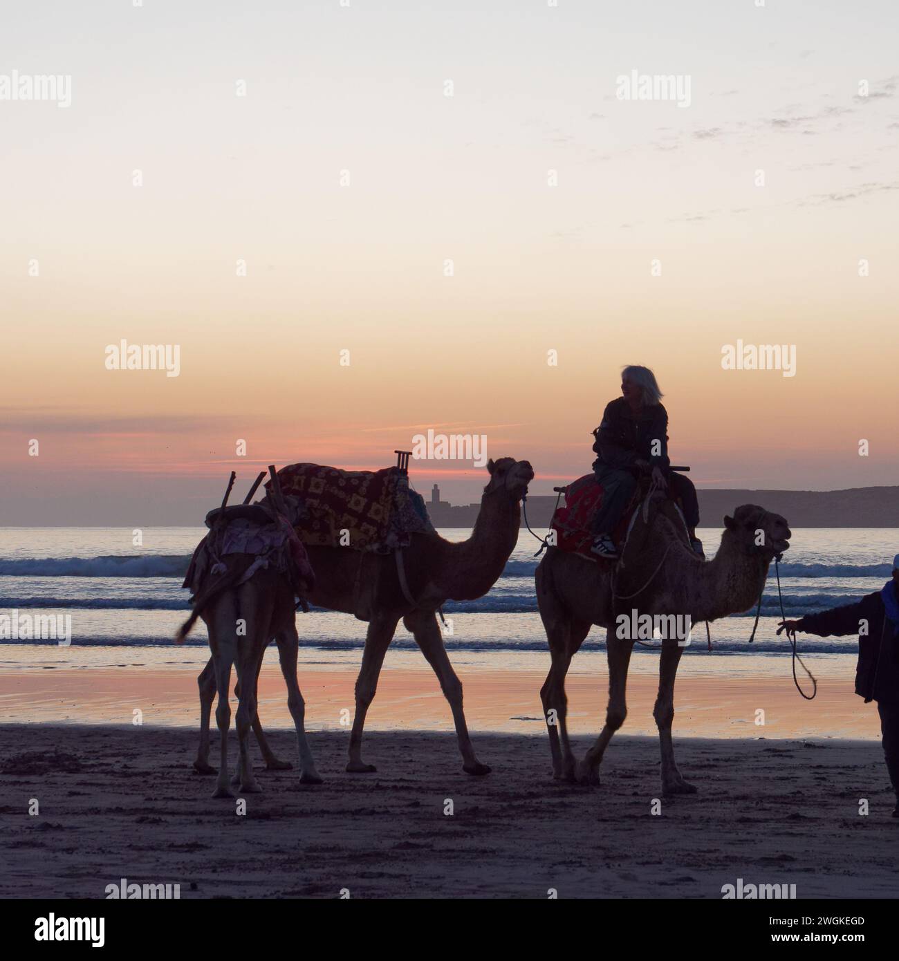 Camel beach sunset hi-res stock photography and images - Alamy