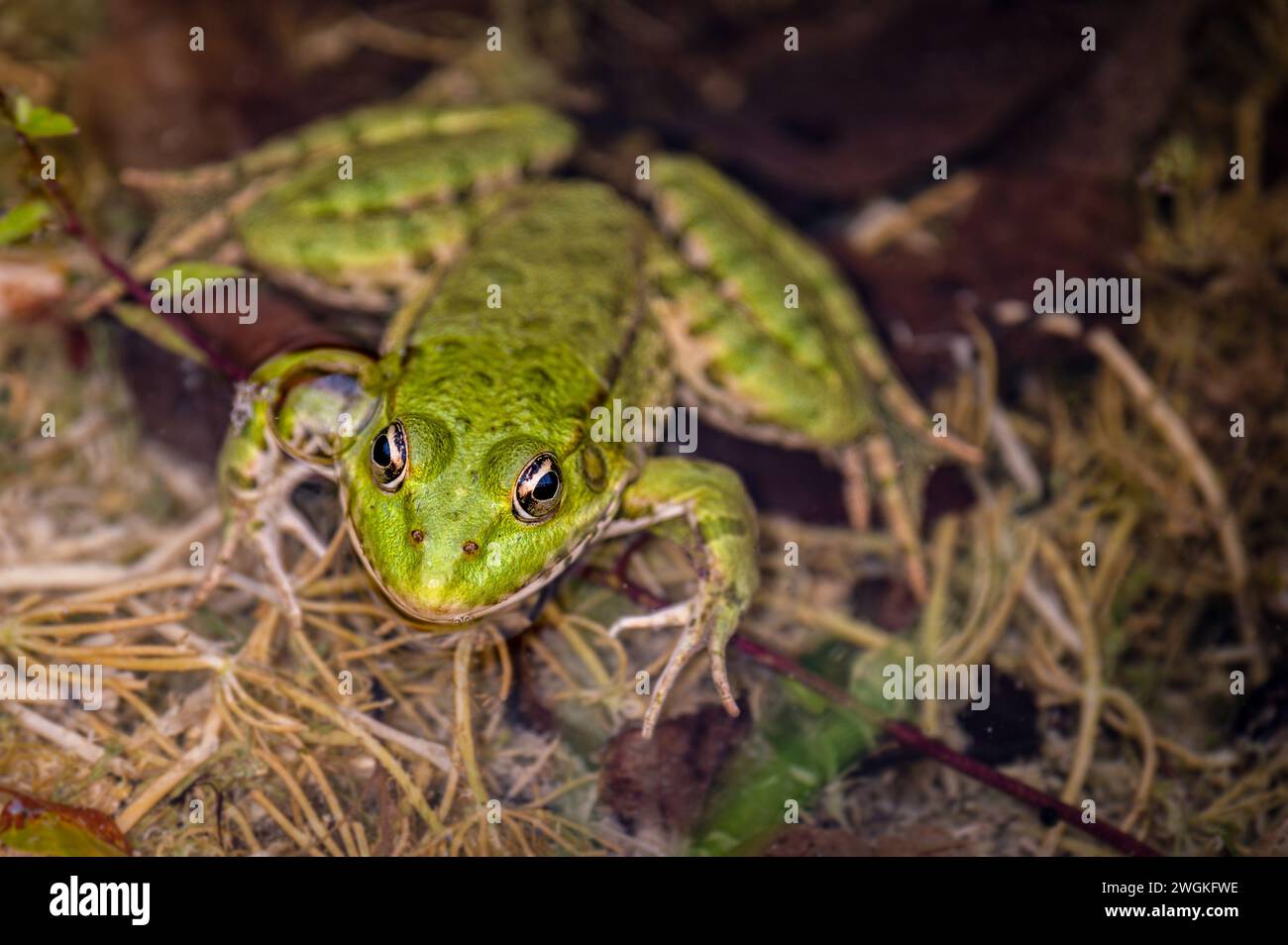 Frog in water. Pool frog swimming in water. One green Pelophylax lessonae. European frog Stock ...