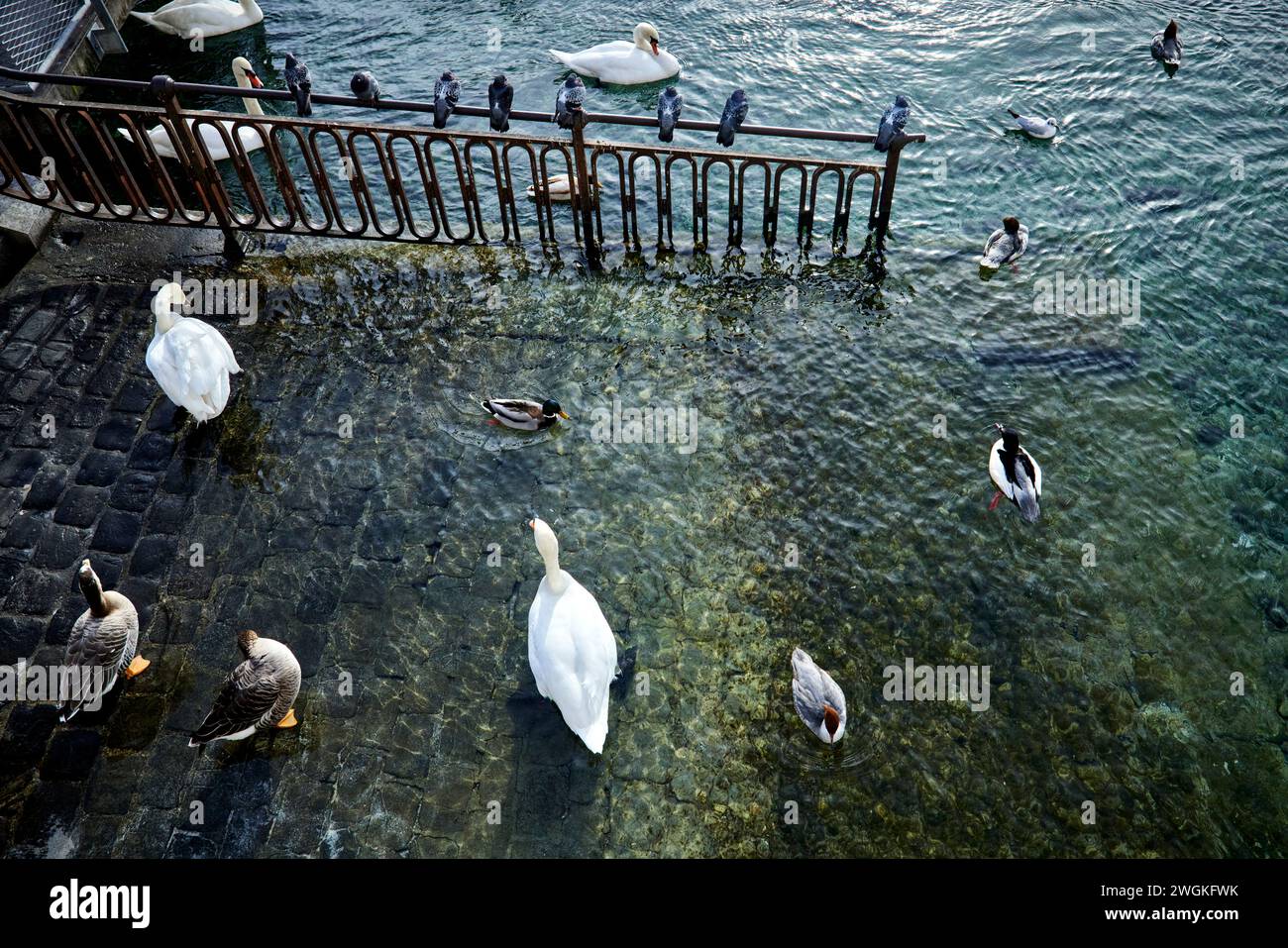 Geneva riverside in switzerland hi-res stock photography and images - Alamy