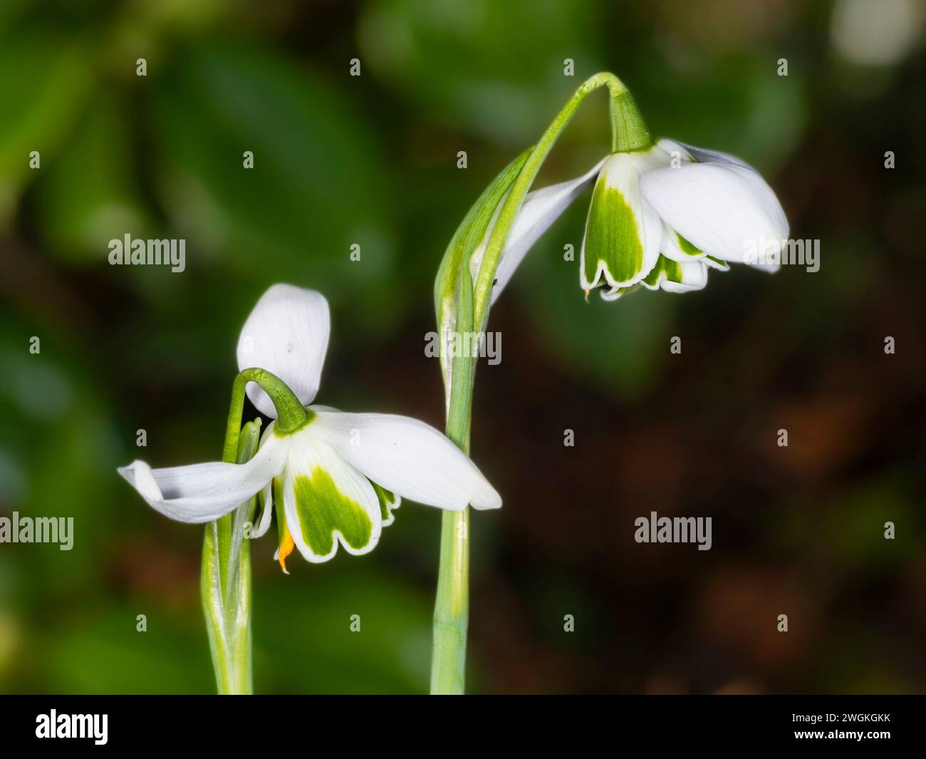 Galanthus greatorex double snowdrop hi-res stock photography and images ...
