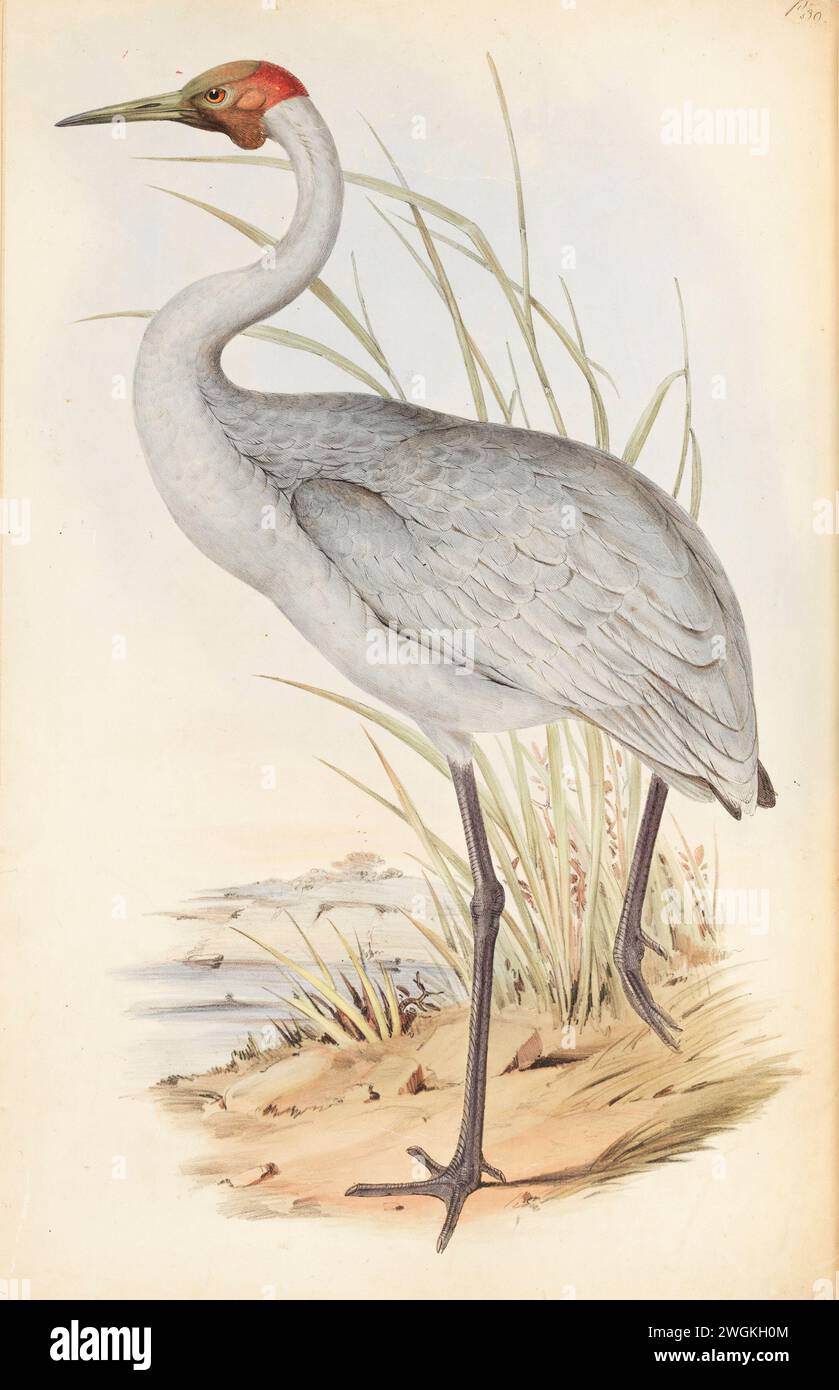 Australian Crane (Grus Australasianus) . Plate from the Book Birds of ...