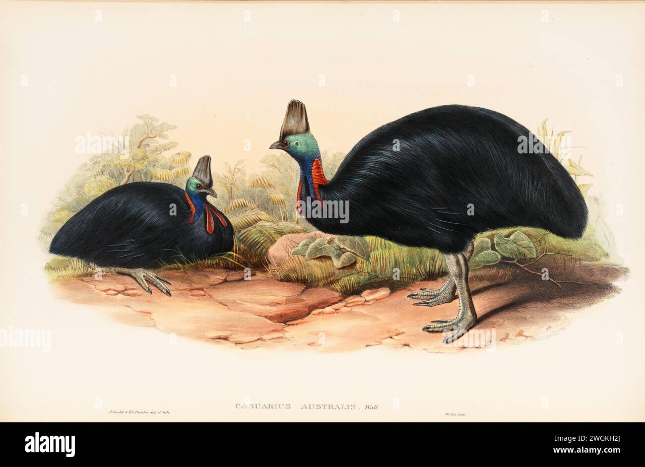 Casuarius australis, Australian Cassowary (pair). Plate from the Book ...