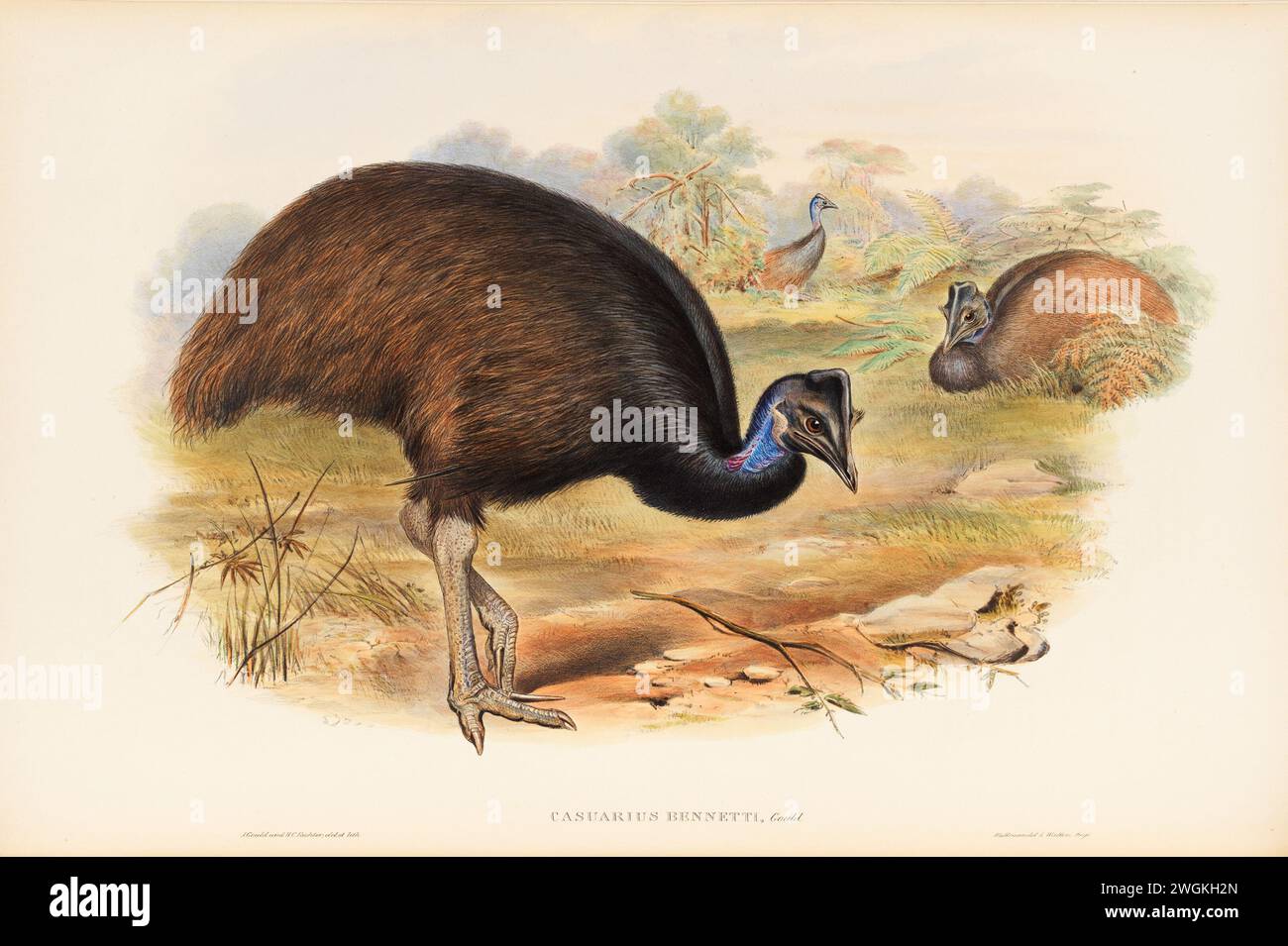 Casuarius Bennetti, Bennett's Cassowary. Plate from the Book Birds of ...
