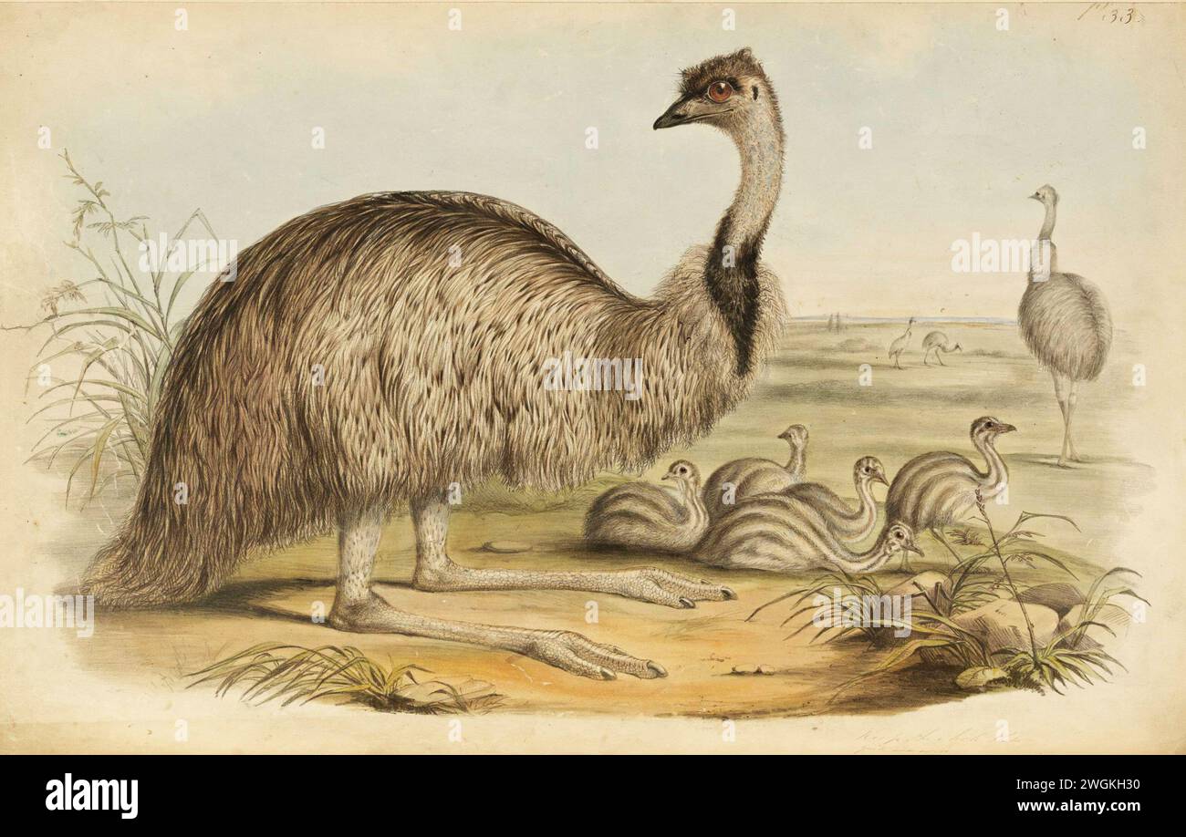 The Emu, Dromaius Novae-Hollandiae. Plate from the Book Birds of ...