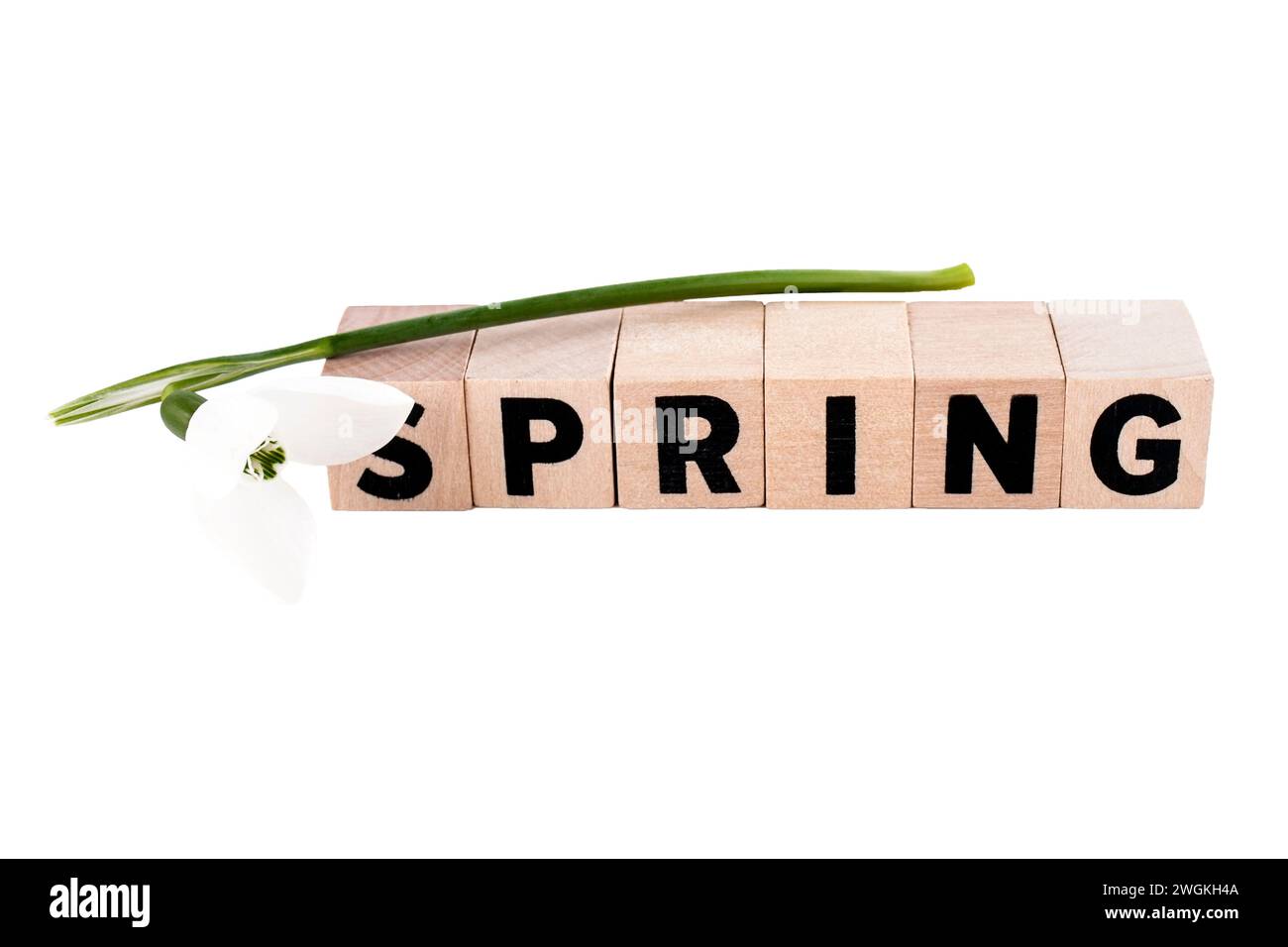 Text message Spring and snowdrop isolated on white background Stock ...