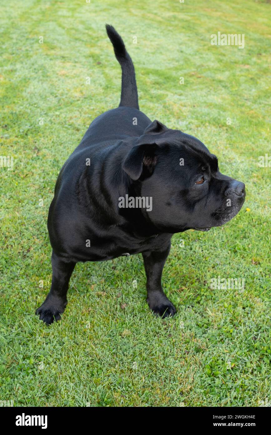 Staffordshire Bull Terrier dog standing on grass, his head is turned to ...