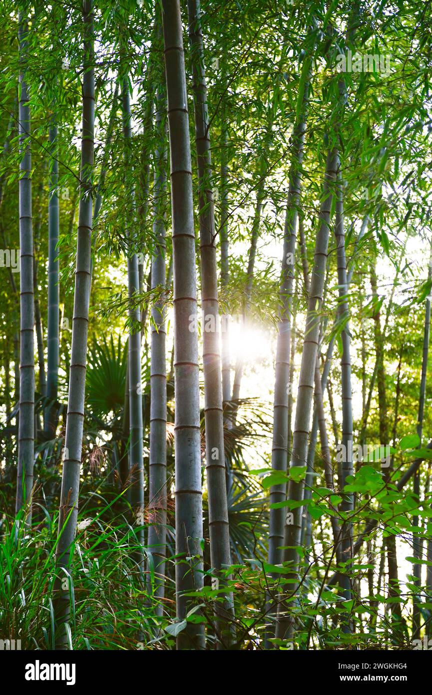 Bamboo trees hi-res stock photography and images - Alamy