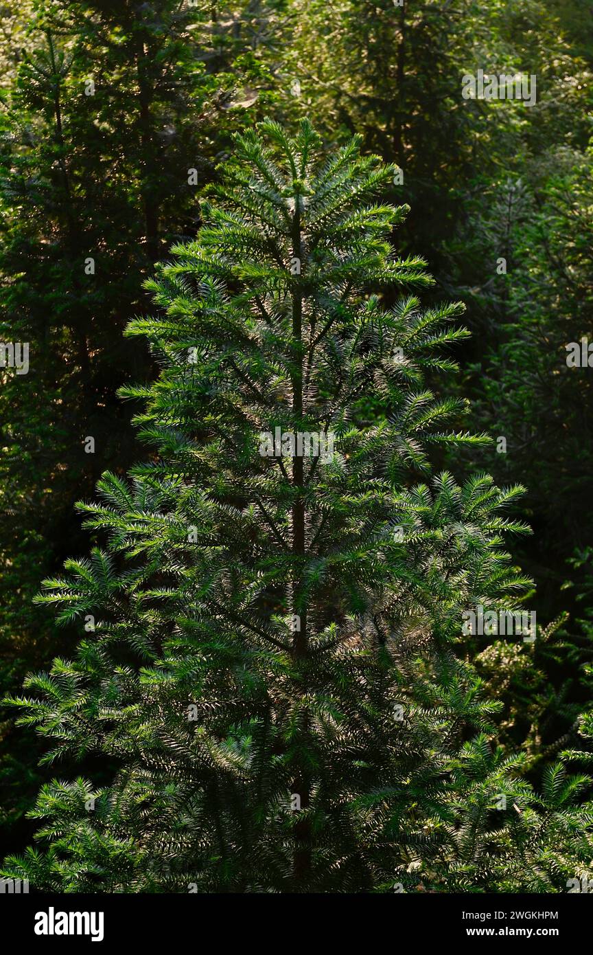 A backlit pine tree is singled out in a forest in South China Stock ...