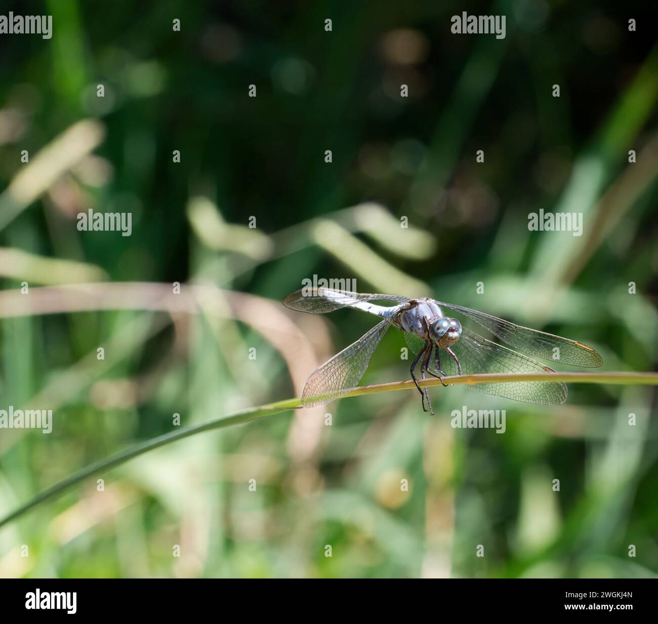 Folha macro hi-res stock photography and images - Alamy