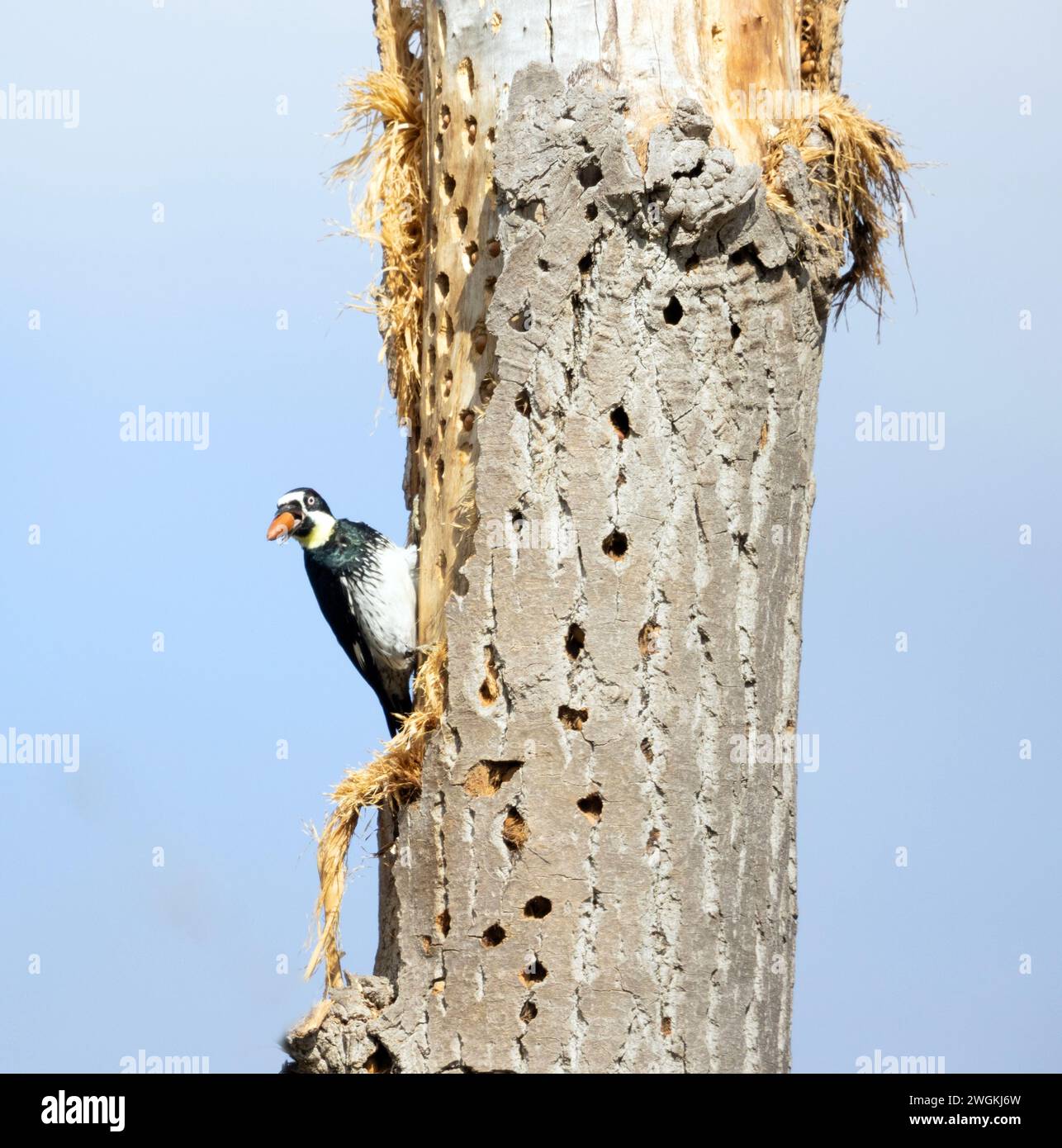 Acorn woodpecker female with acorn hi-res stock photography and images ...