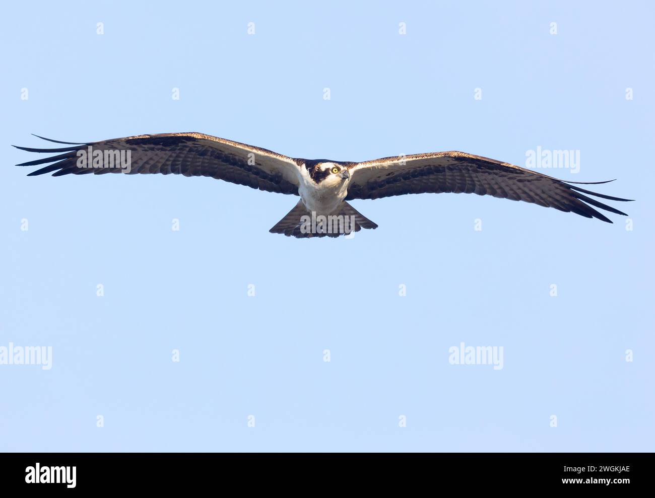 Osprey in flight hi-res stock photography and images - Alamy