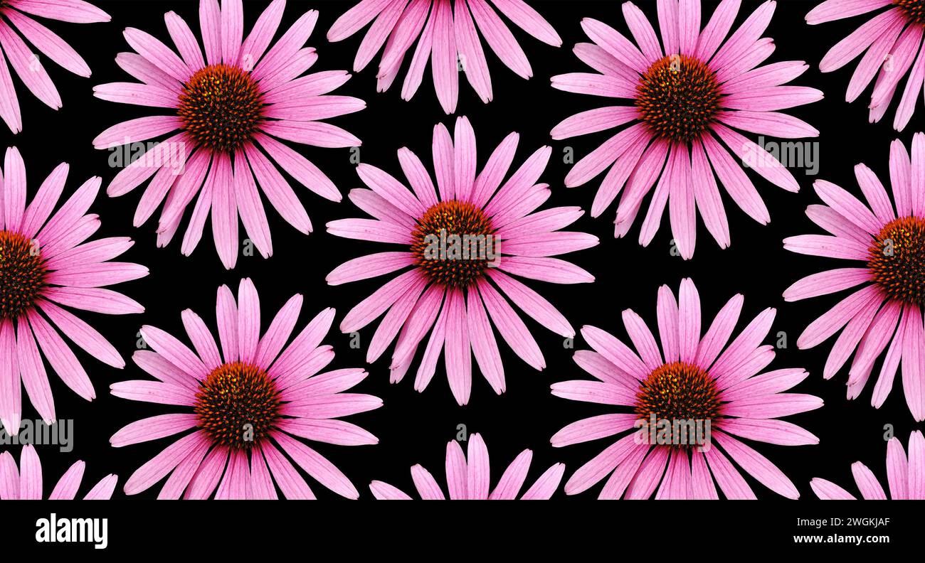 Colorful 'Echinacea' flower blossom. Cut out. Floral patterns ...