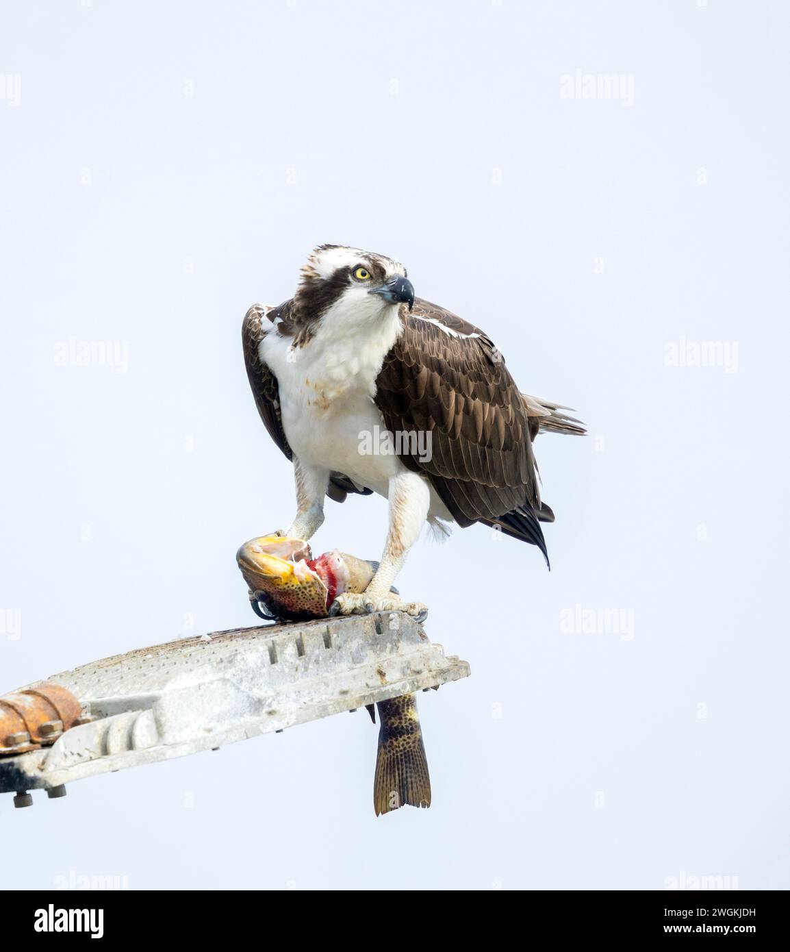 Osprey male eating sea bass hi-res stock photography and images - Alamy
