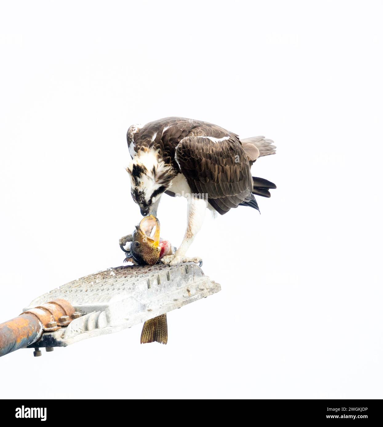 Osprey male eating sea bass hi-res stock photography and images - Alamy