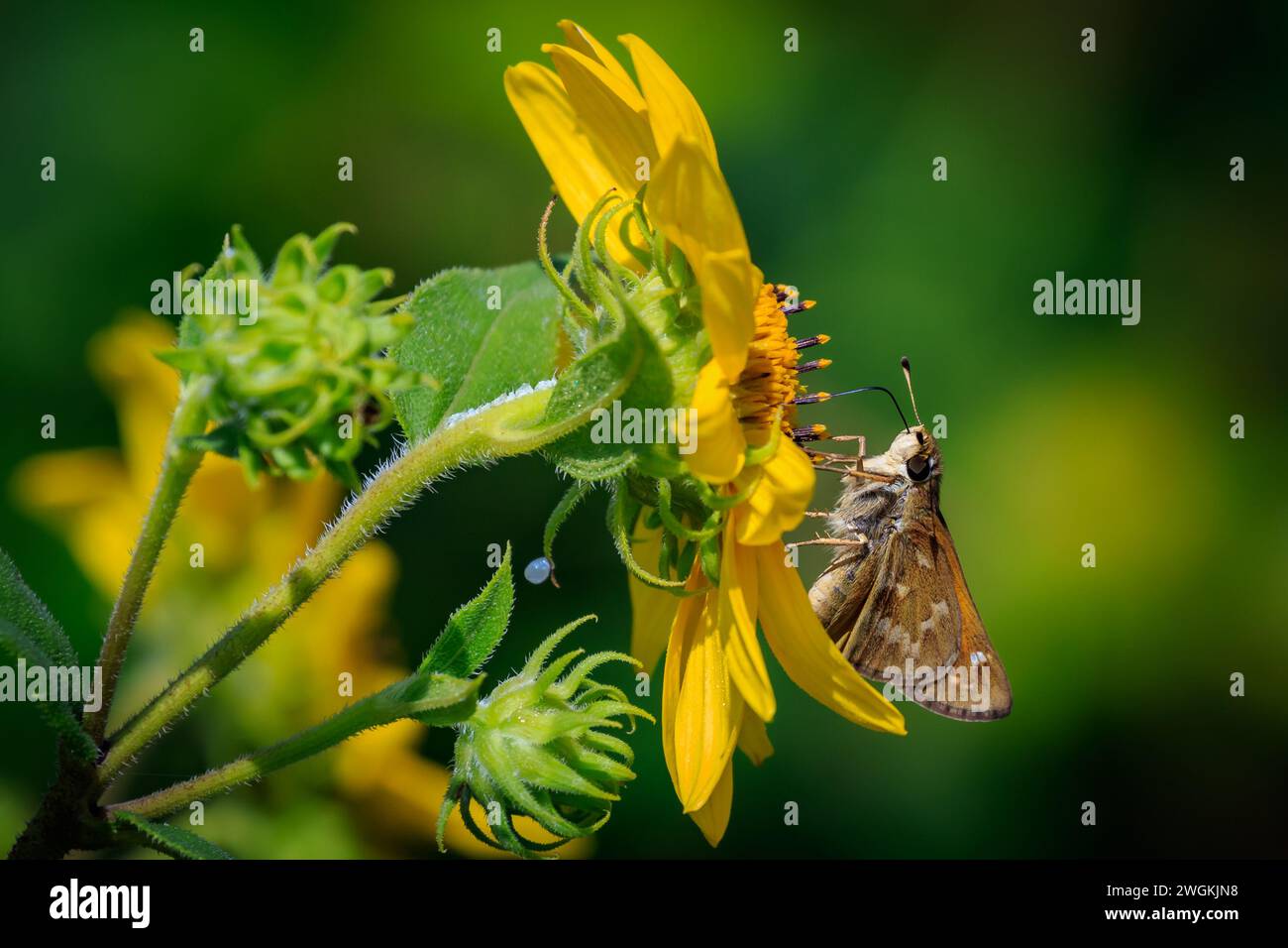 Sachem hi-res stock photography and images - Alamy