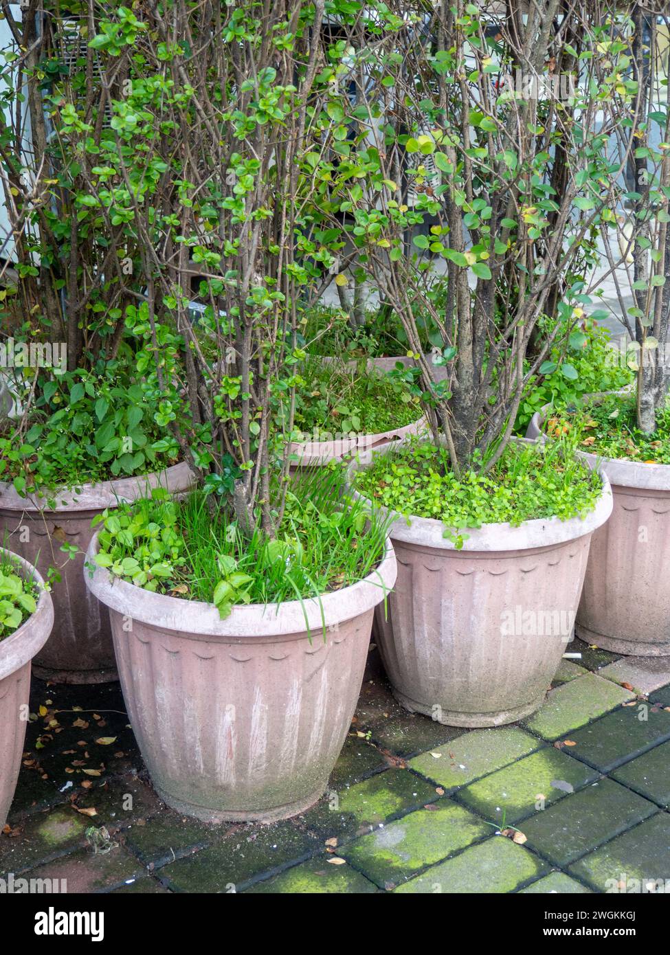 Bushes in large pots outside. Greening the city. For planting plants ...