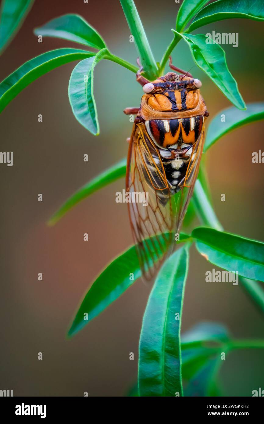 Giant cicada hi-res stock photography and images - Alamy