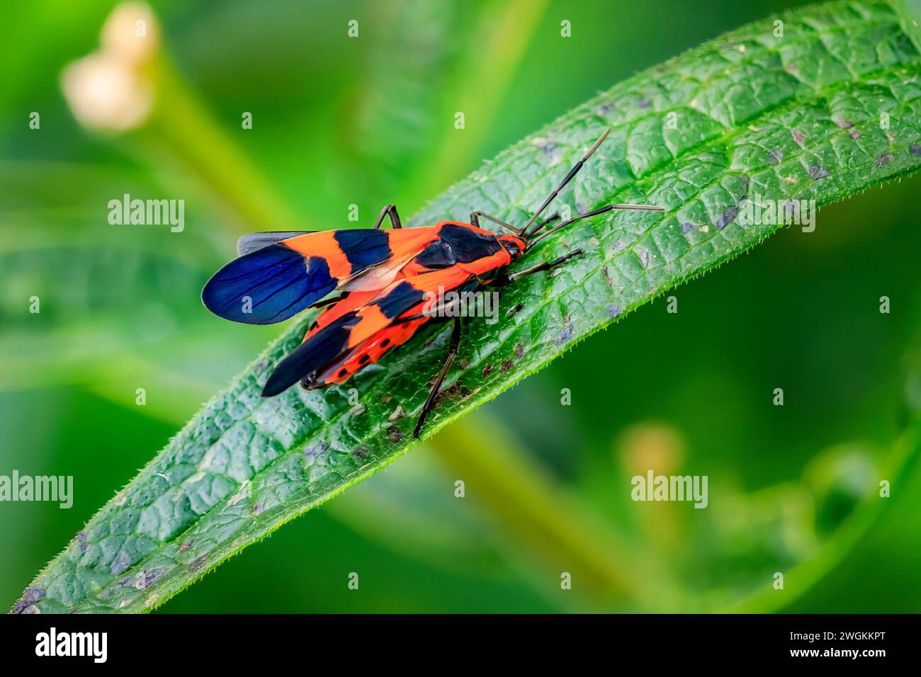 Large Milkweed Bug (Oncopeltus fasciatus Stock Photo - Alamy