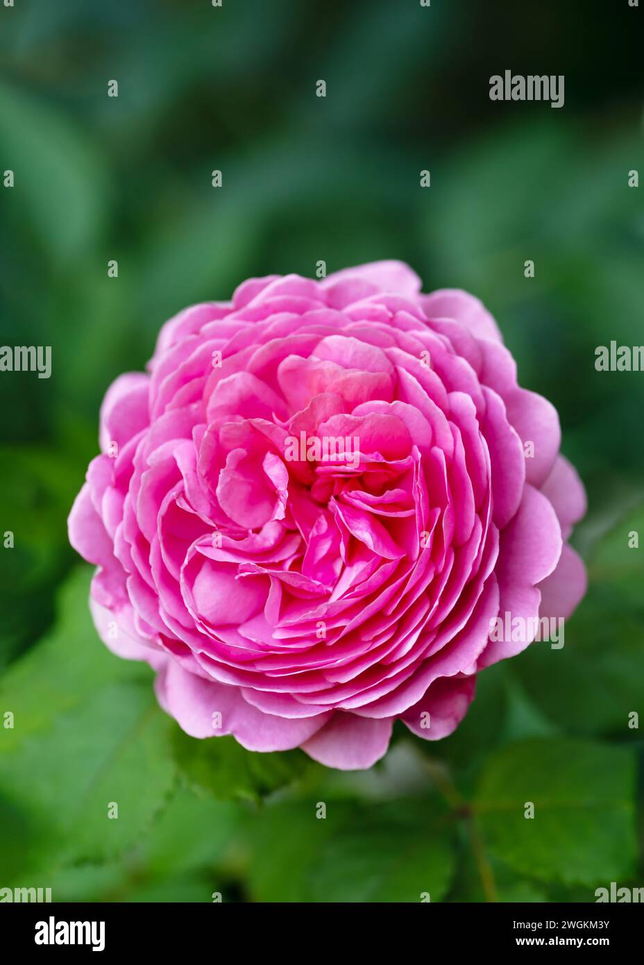 English flower garden hi-res stock photography and images - Alamy
