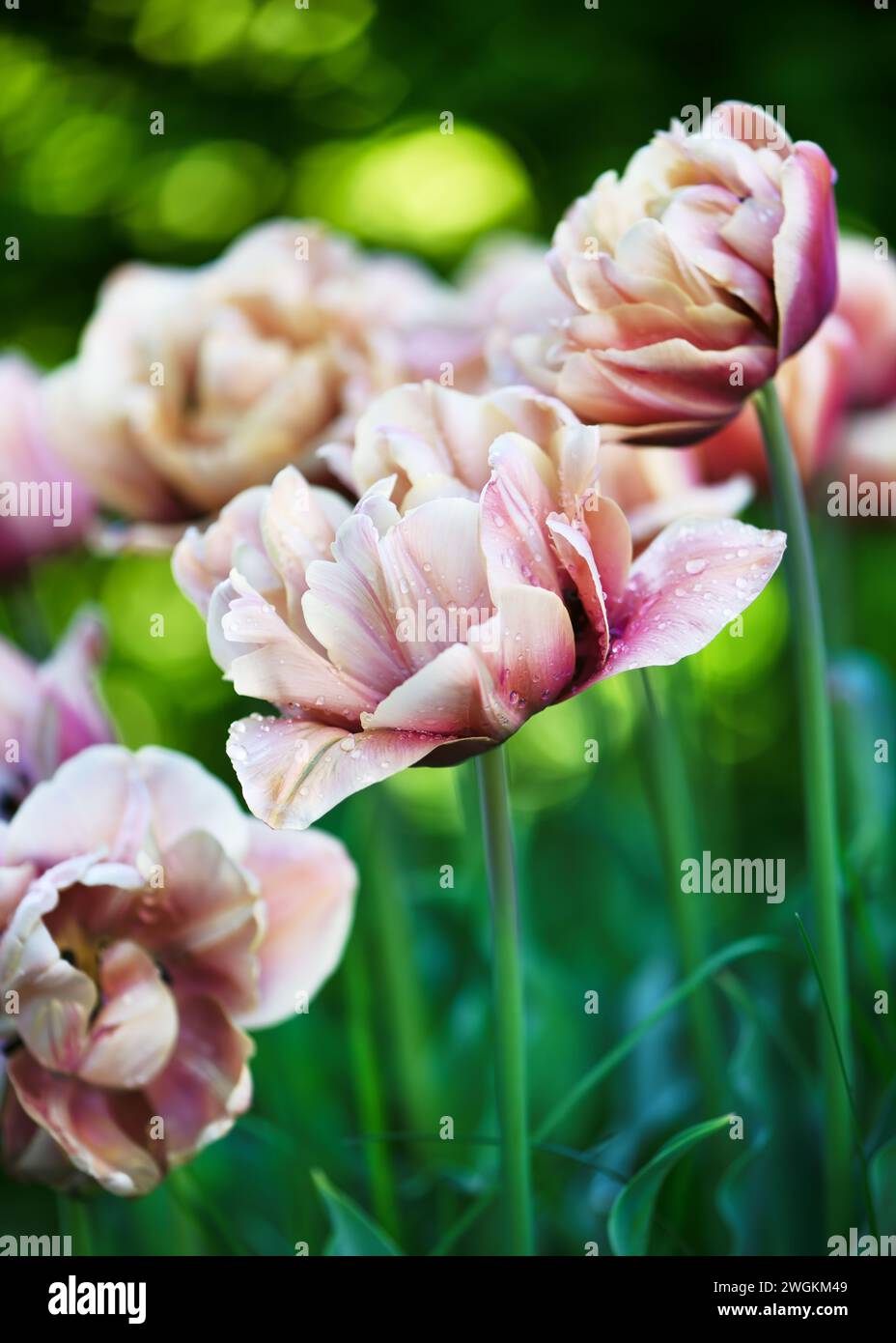 Beautiful bronze apricot double tulip flowers in an early spring ...
