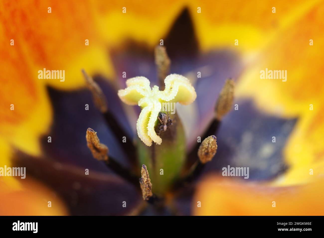 Pollen inside an orange tulip Stock Photo - Alamy