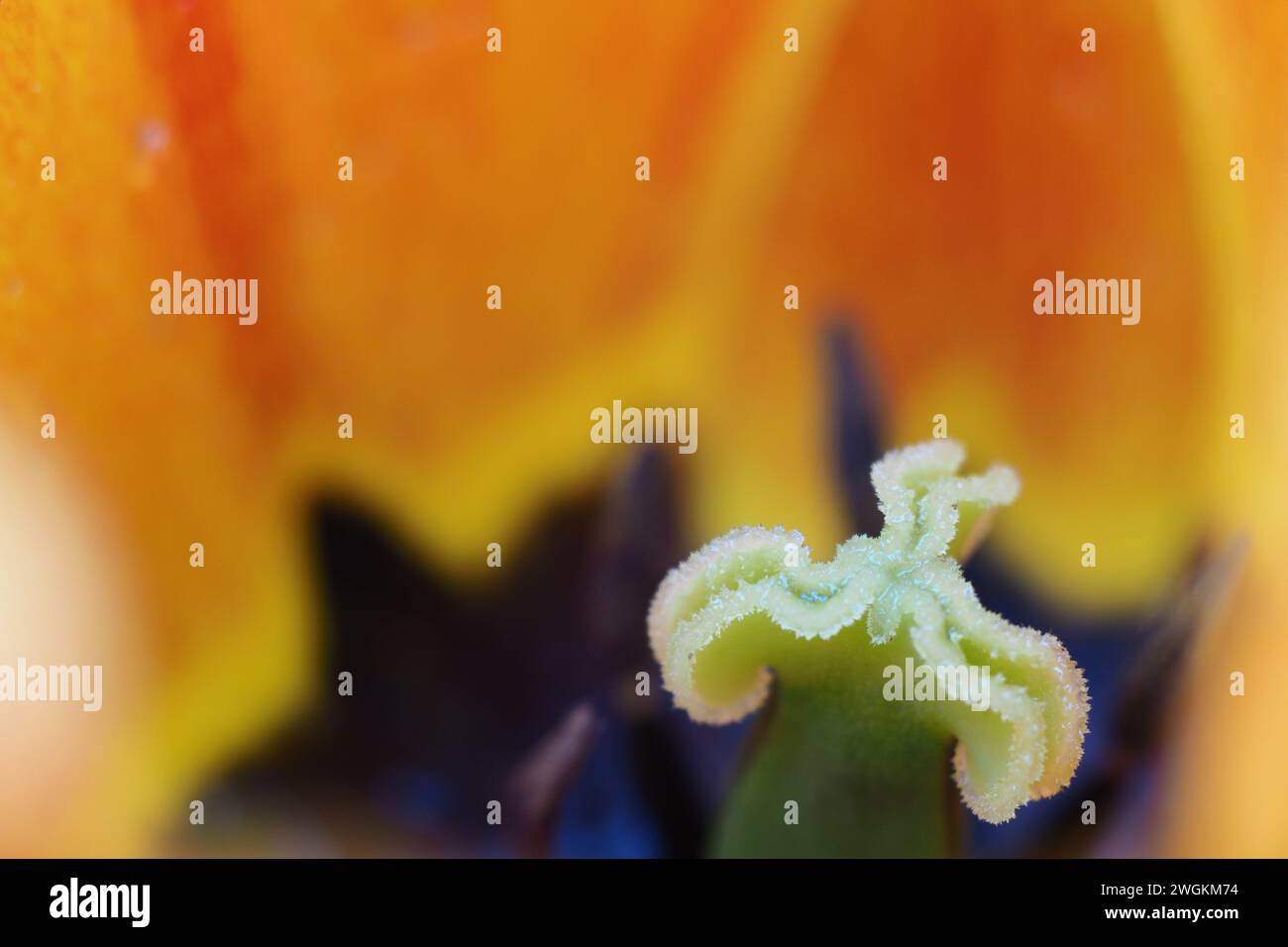 Pollen inside an orange tulip Stock Photo - Alamy