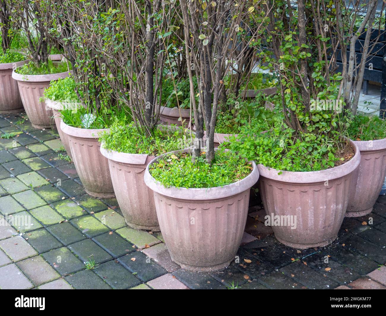 Bushes in large pots outside. Greening the city. Plants for planting ...