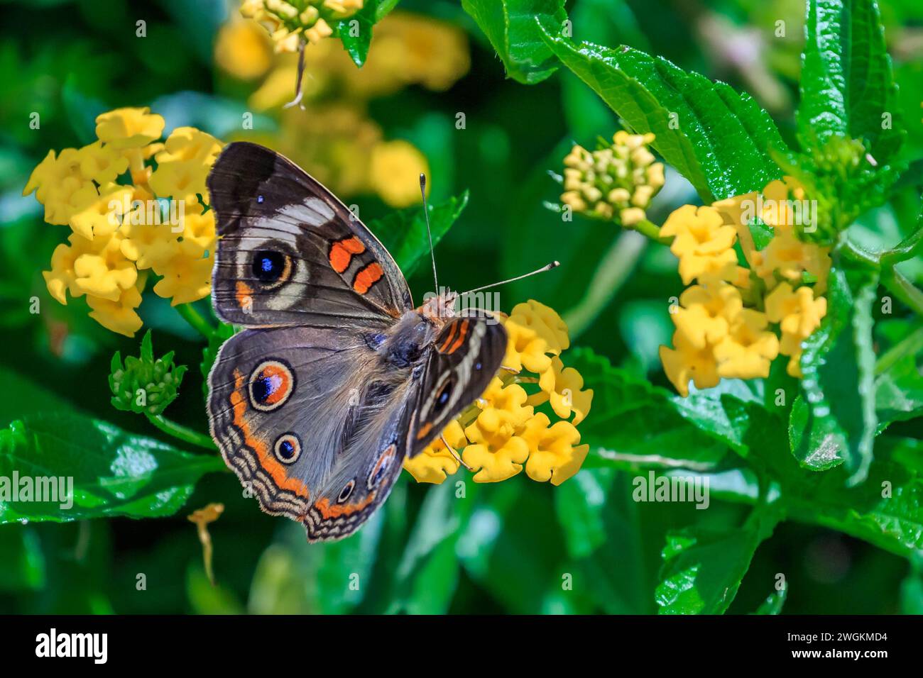 Closeup buckeye butterfly feeding hi-res stock photography and images ...