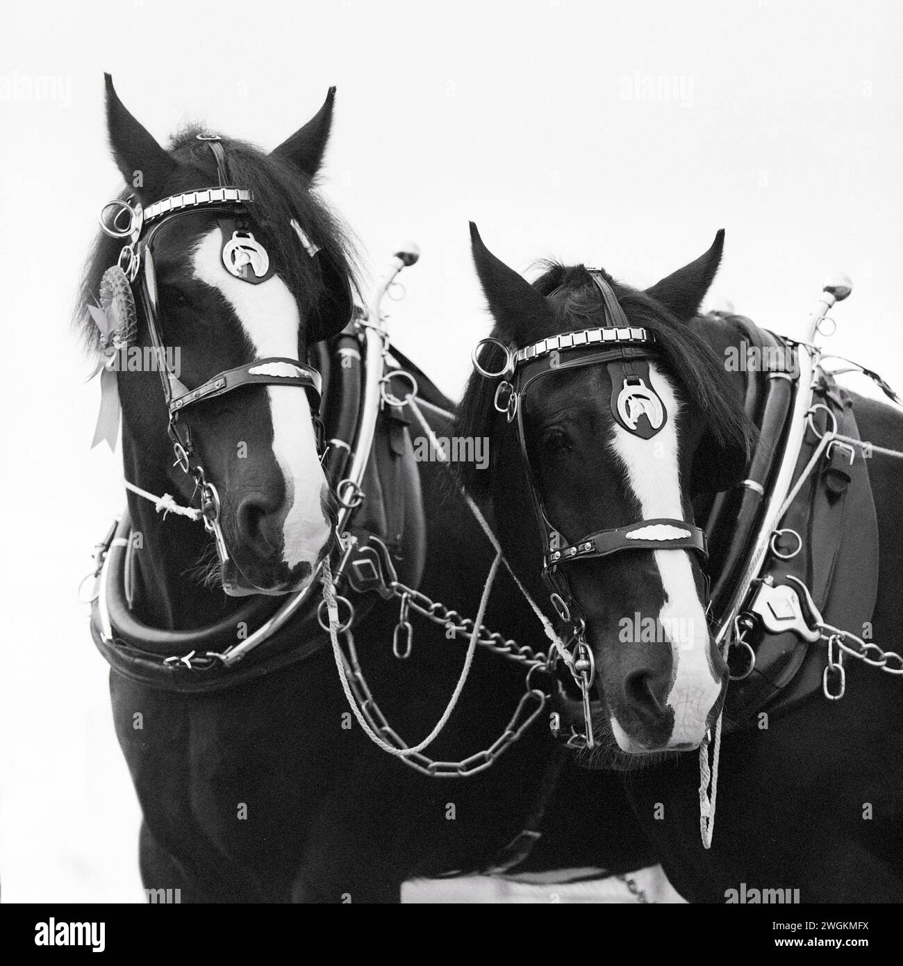 Shire stallion isolated hi-res stock photography and images - Alamy